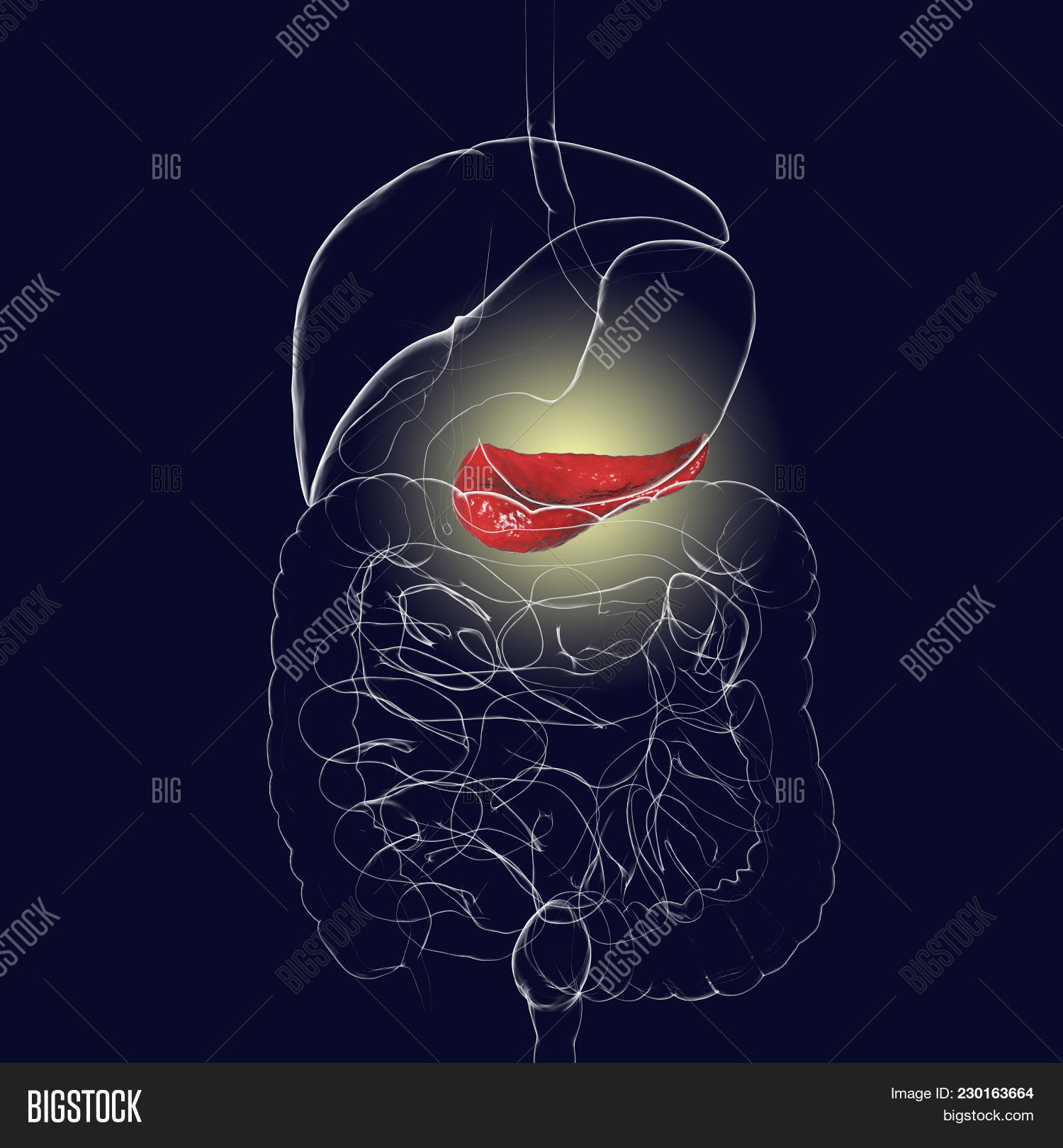 Human Pancreas Anatomy Image & Photo (Free Trial) | Bigstock