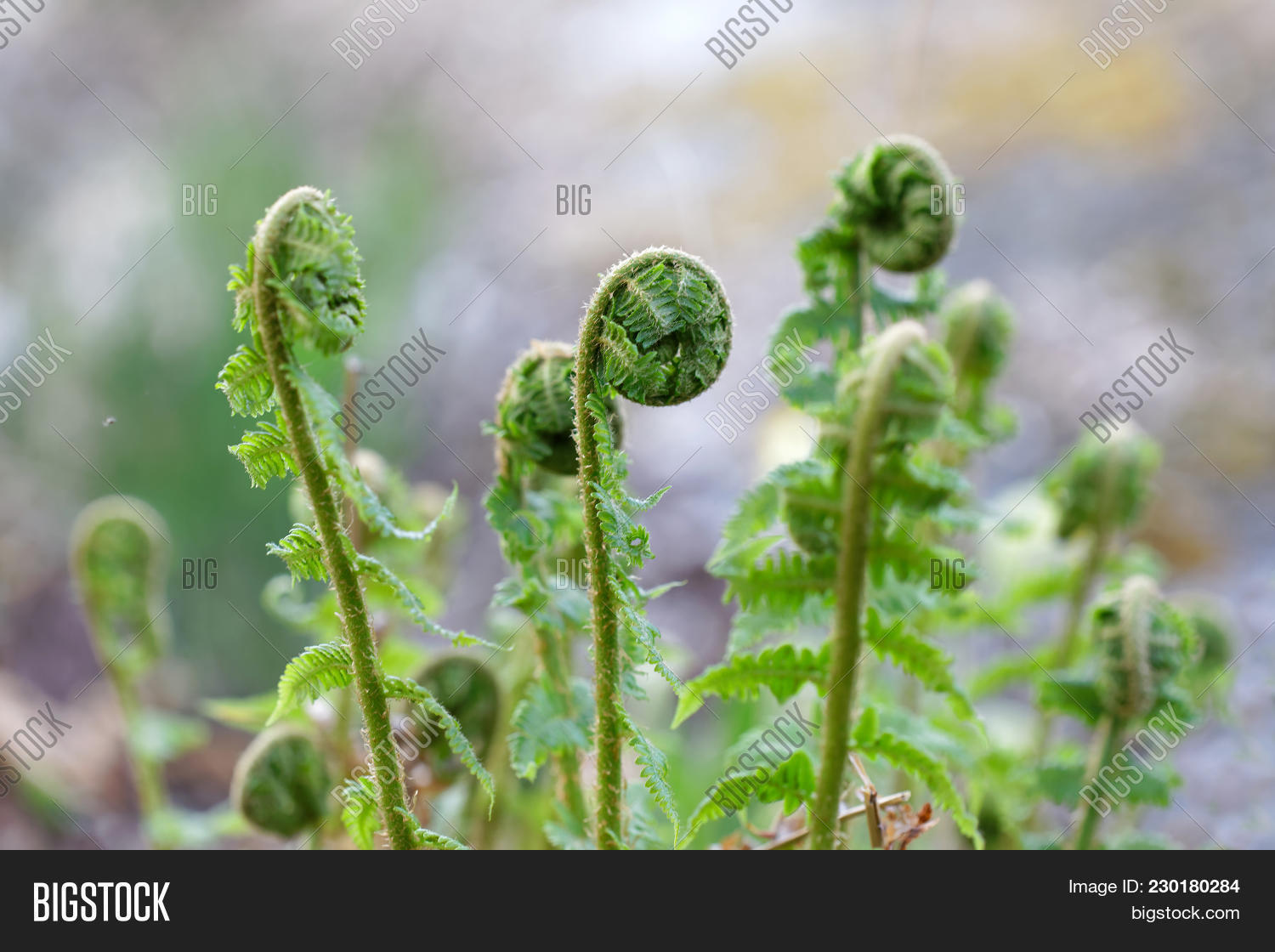 Unfolding Fern Plant ( Image & Photo (Free Trial) | Bigstock