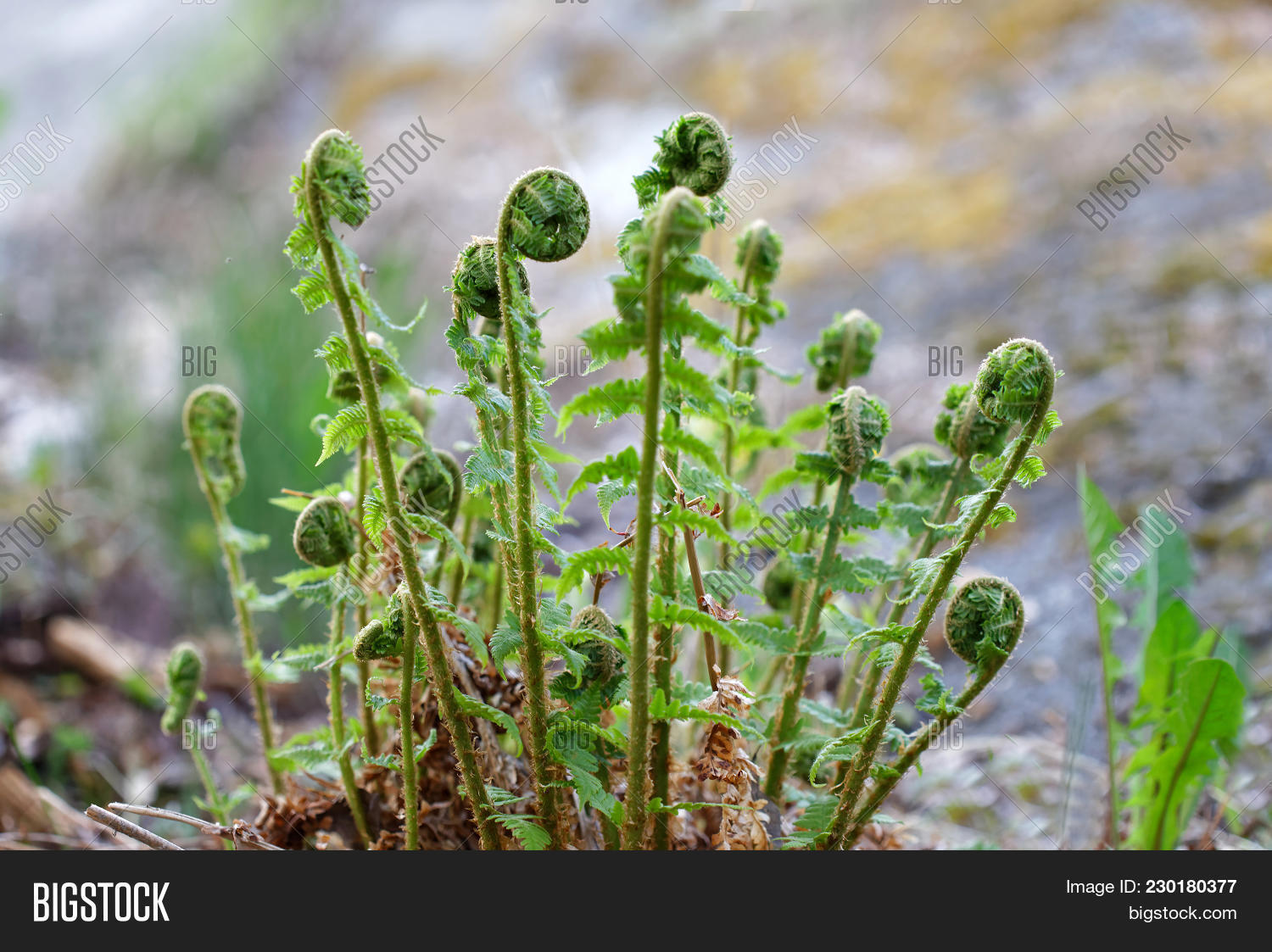 Unfolding Fern Plant ( Image & Photo (Free Trial) | Bigstock