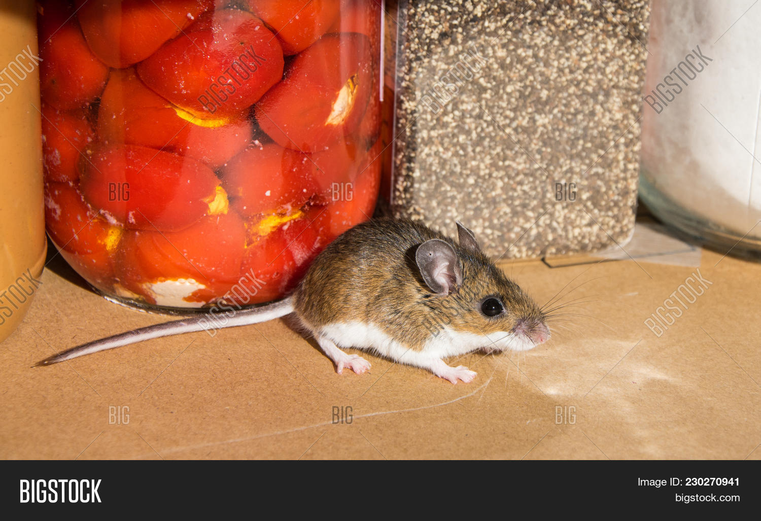 Wild Brown House Mouse Image & Photo (Free Trial) | Bigstock