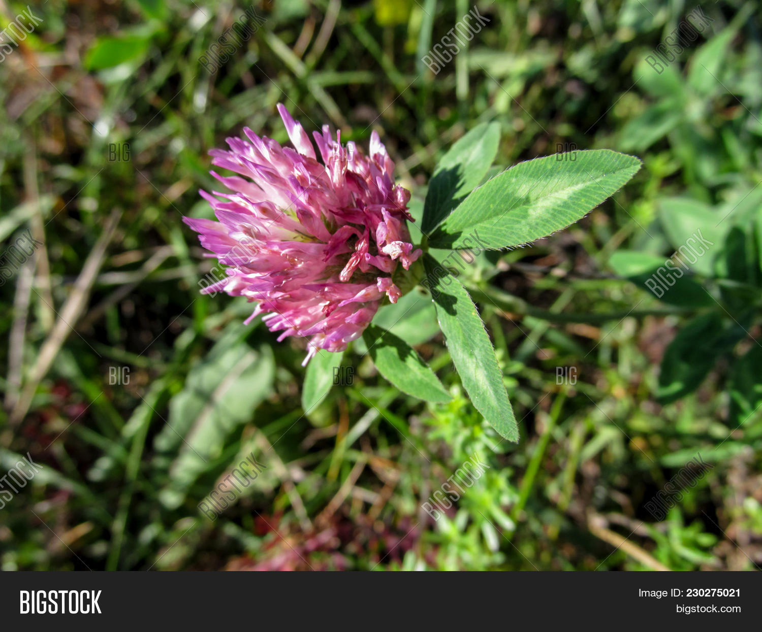 Violet-pink Clover Image & Photo (Free Trial) | Bigstock