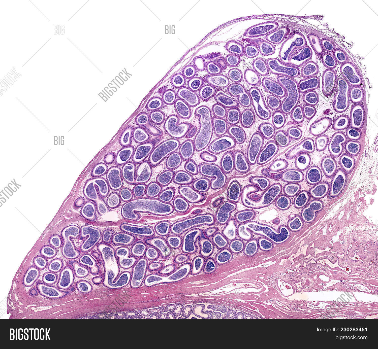 Human Epididymis Their Image & Photo (Free Trial) | Bigstock