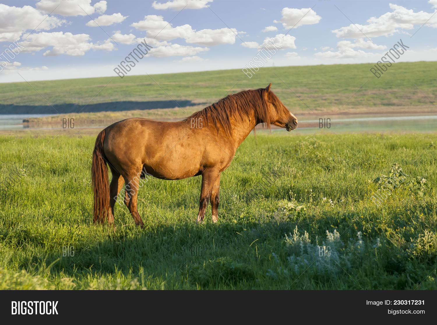 Wild Horse, Equus Image & Photo (Free Trial) | Bigstock