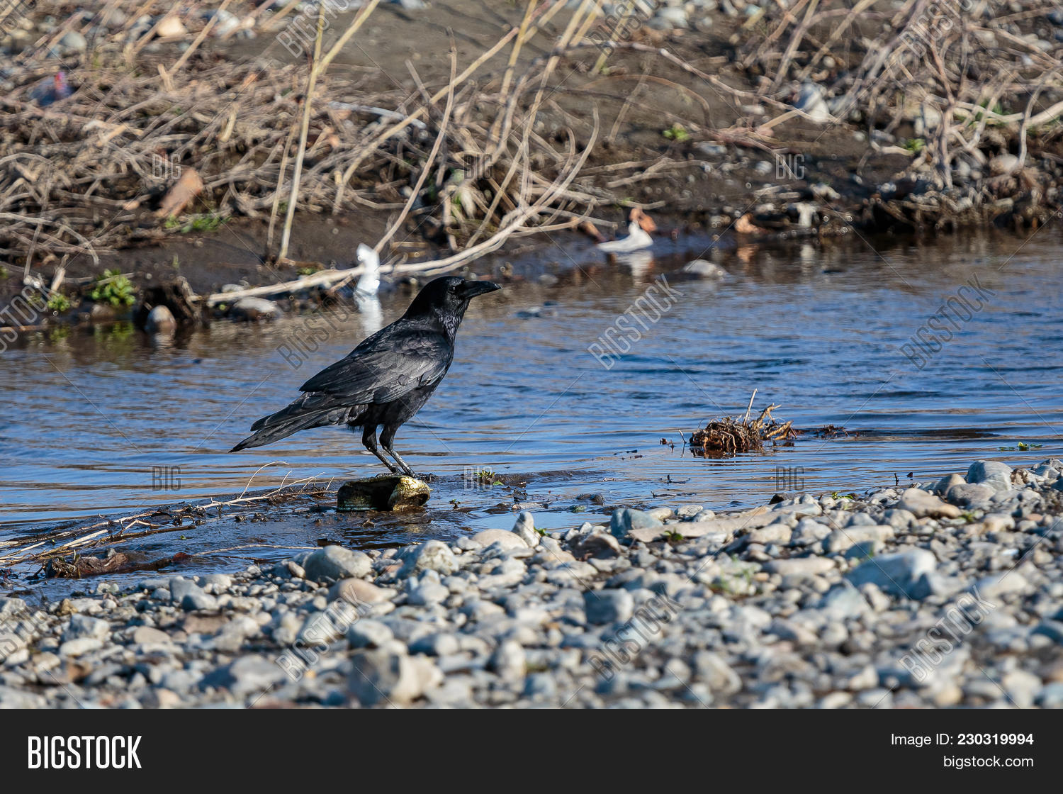 Jet Black Raven Stands Image & Photo (Free Trial) | Bigstock