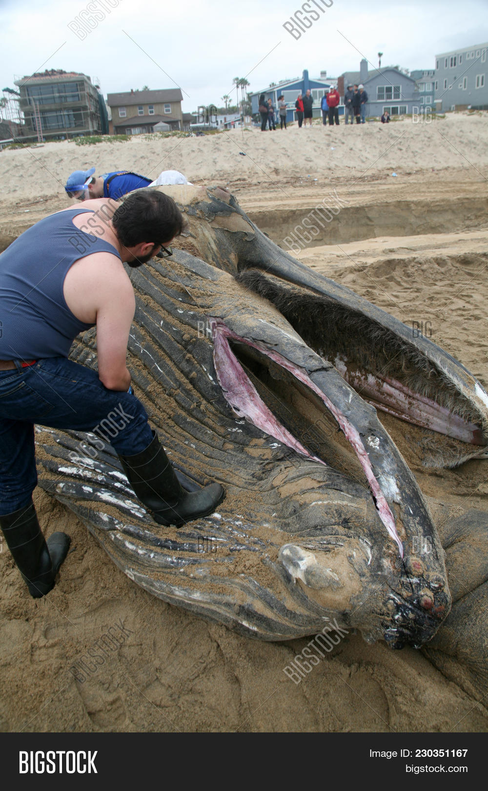 Dead Humpback Whale " Image & Photo (Free Trial) | Bigstock