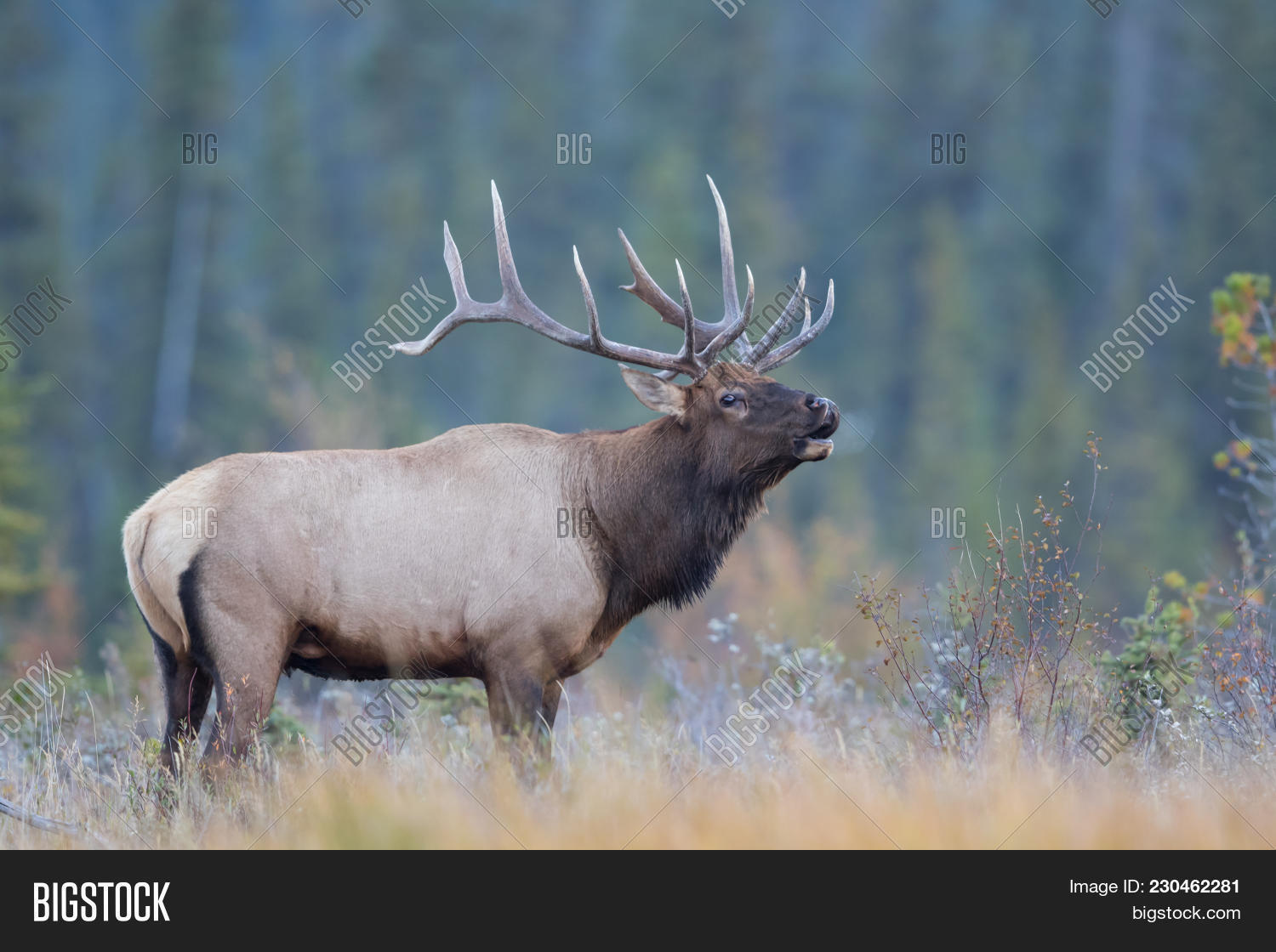Large Bull Elk Image & Photo (Free Trial) | Bigstock