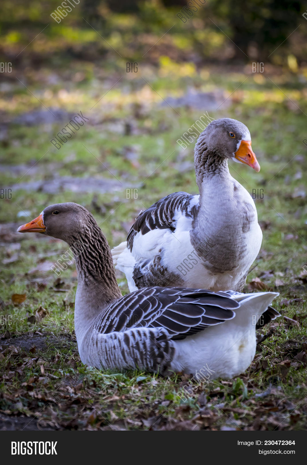 Pair Gray-lag Geese On Image & Photo (Free Trial) | Bigstock