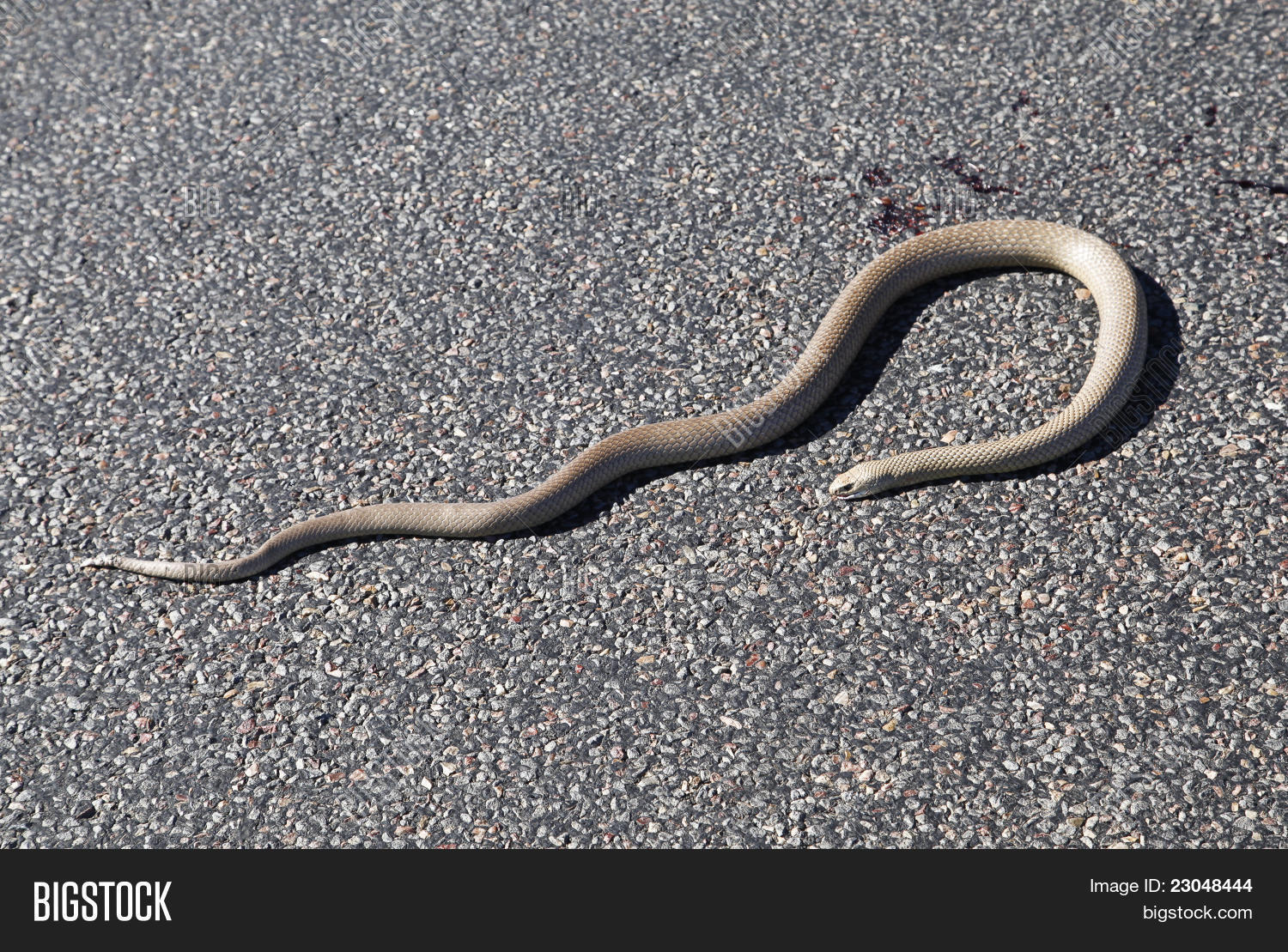 Brown Snake Sunbathing Image & Photo (Free Trial) | Bigstock