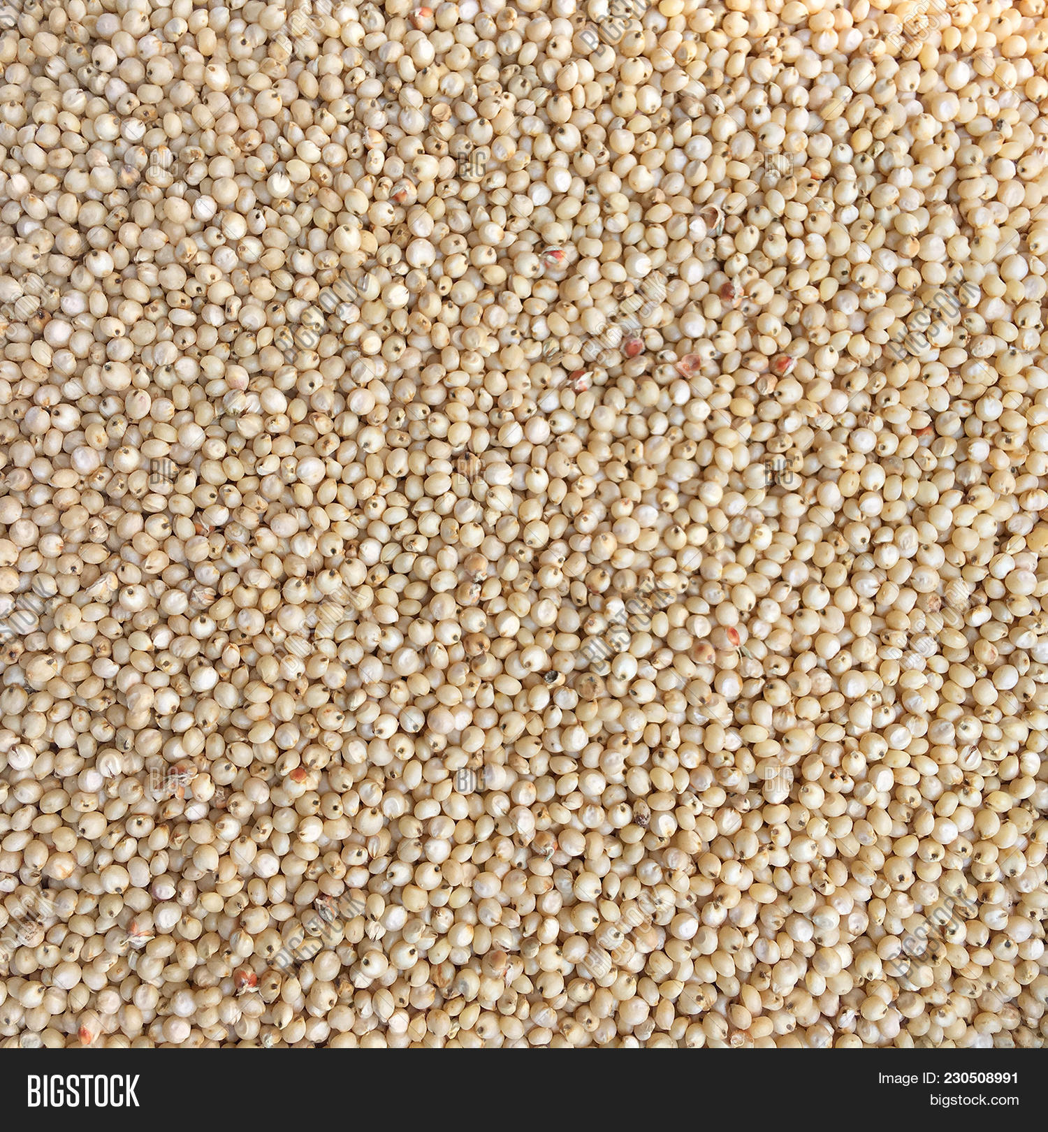 Jowar Sorghum Image & Photo (Free Trial) | Bigstock