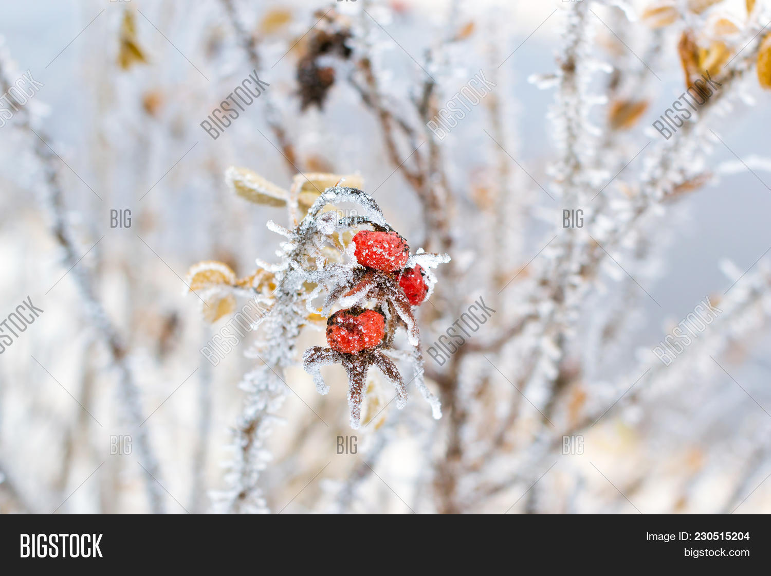 Frozen Flowers Wild Image & Photo (Free Trial) | Bigstock