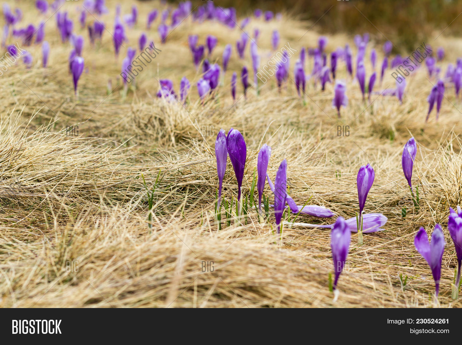 Crocuses Decorated Image & Photo (Free Trial) | Bigstock