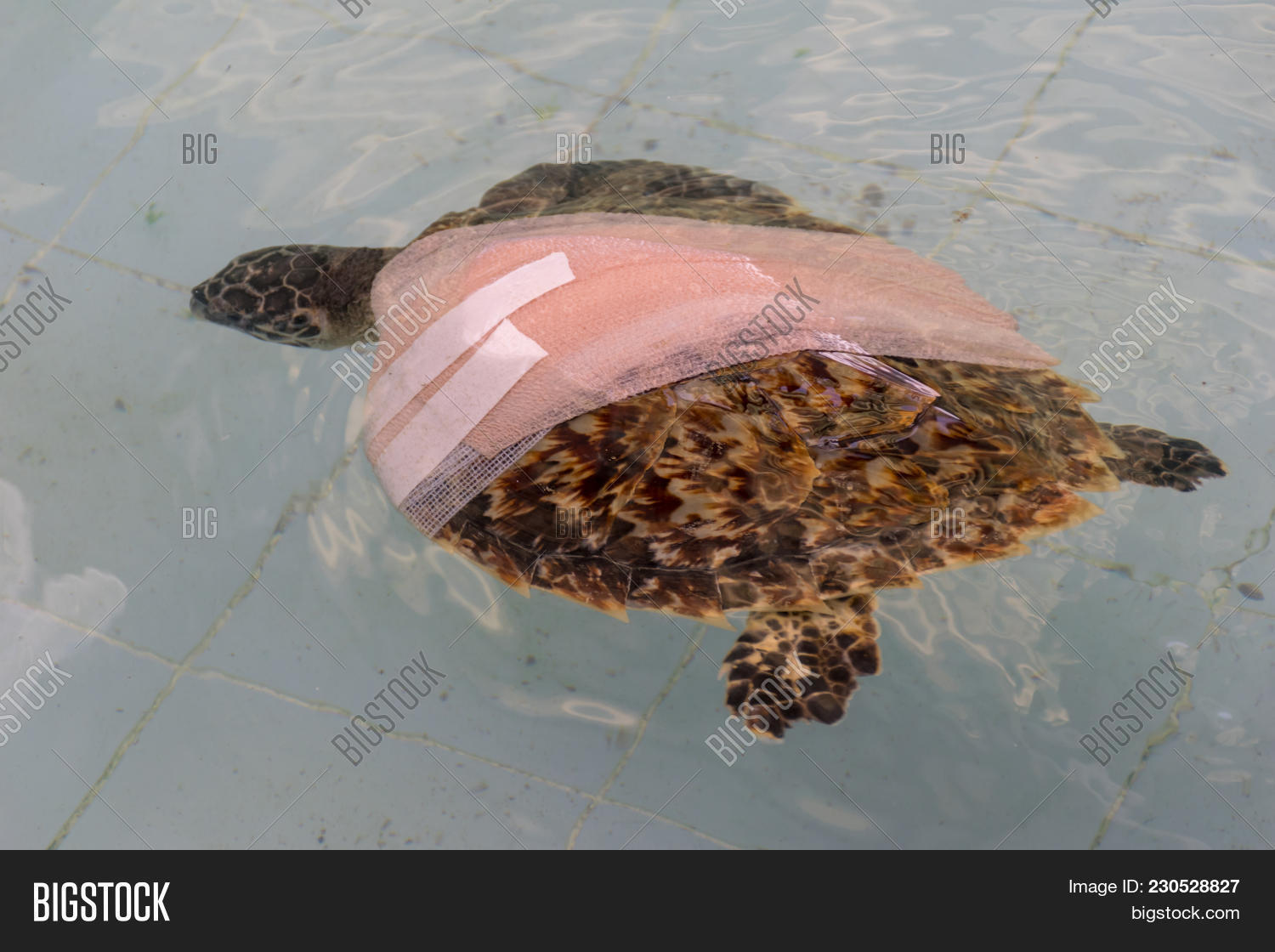 Health Wound Treat Image & Photo (Free Trial) | Bigstock