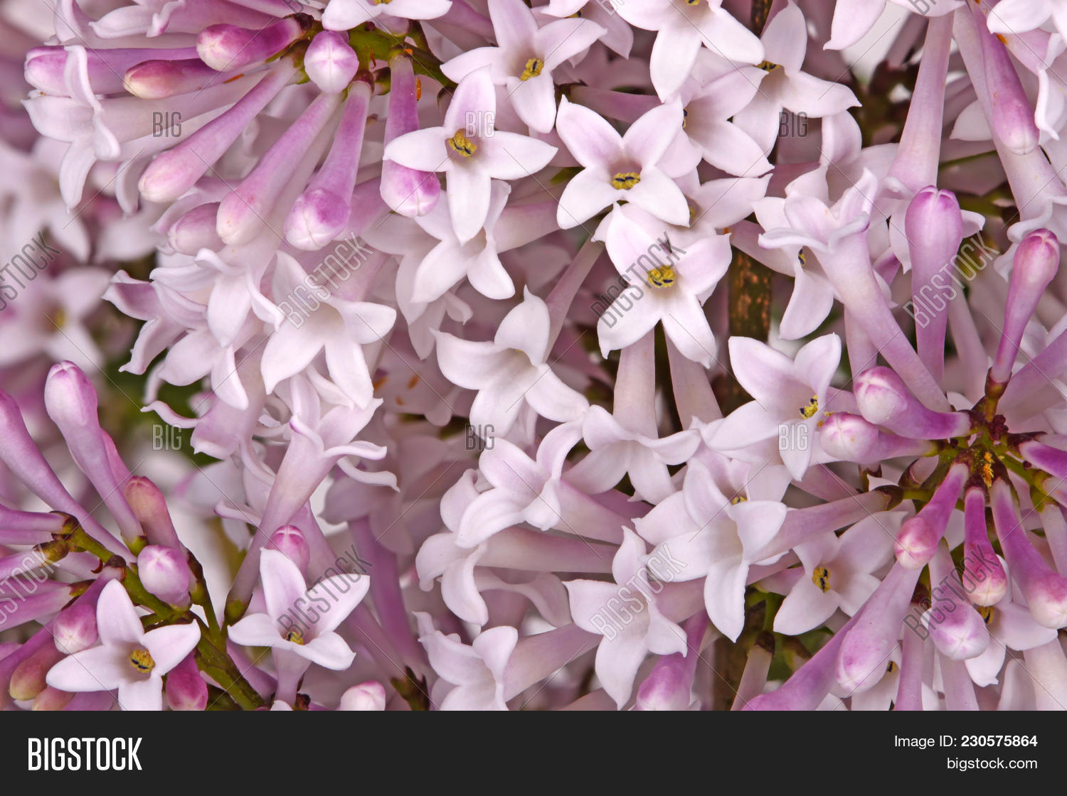Many Pale Flowers Image & Photo (Free Trial) | Bigstock