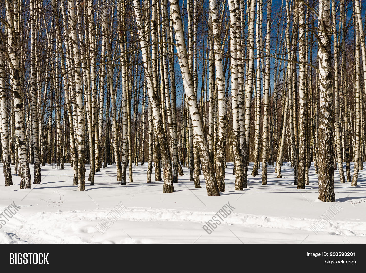 Birchwood Covered Snow Image & Photo (Free Trial) | Bigstock