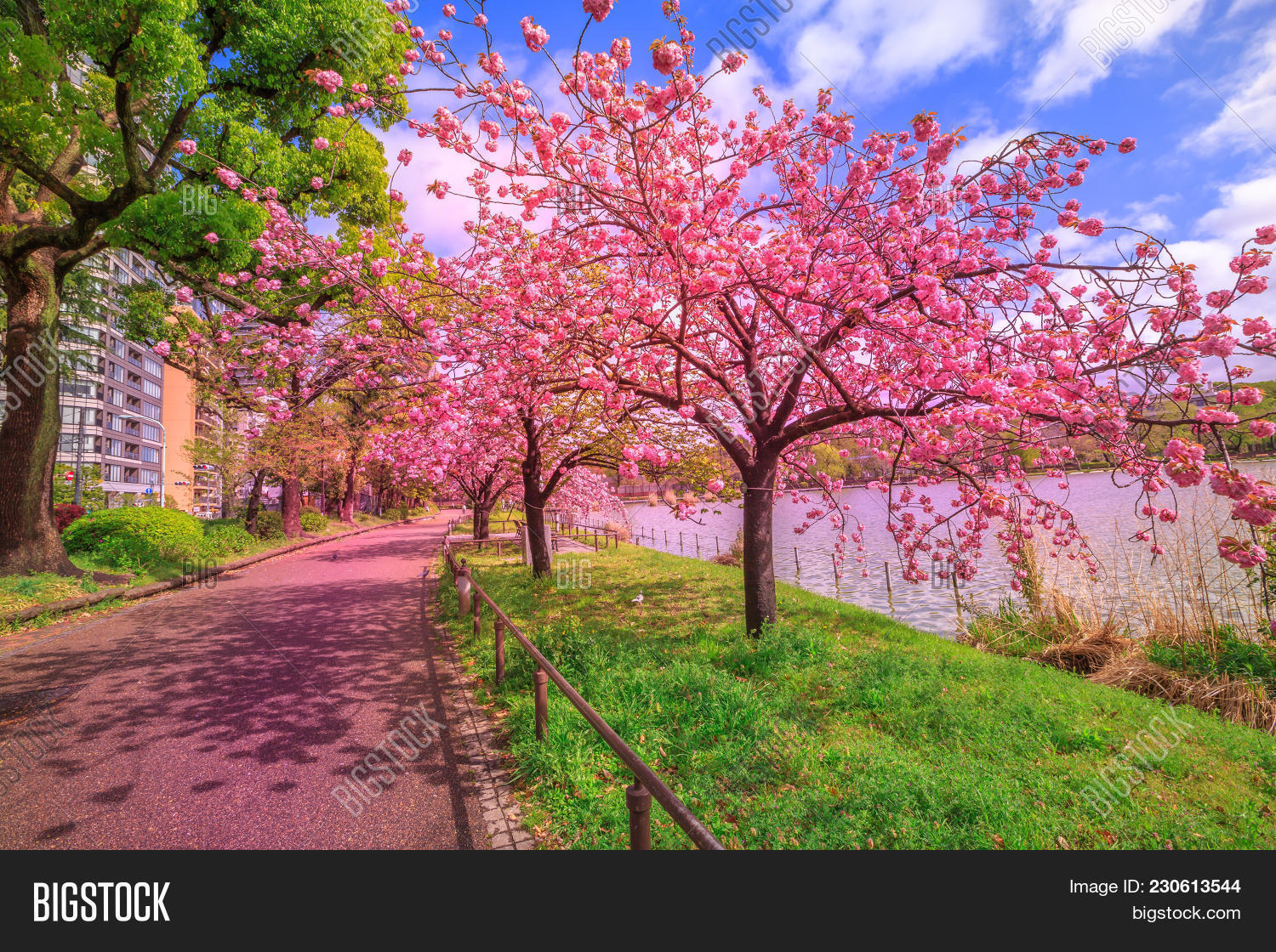 Cherry Trees Full Image & Photo (Free Trial) | Bigstock