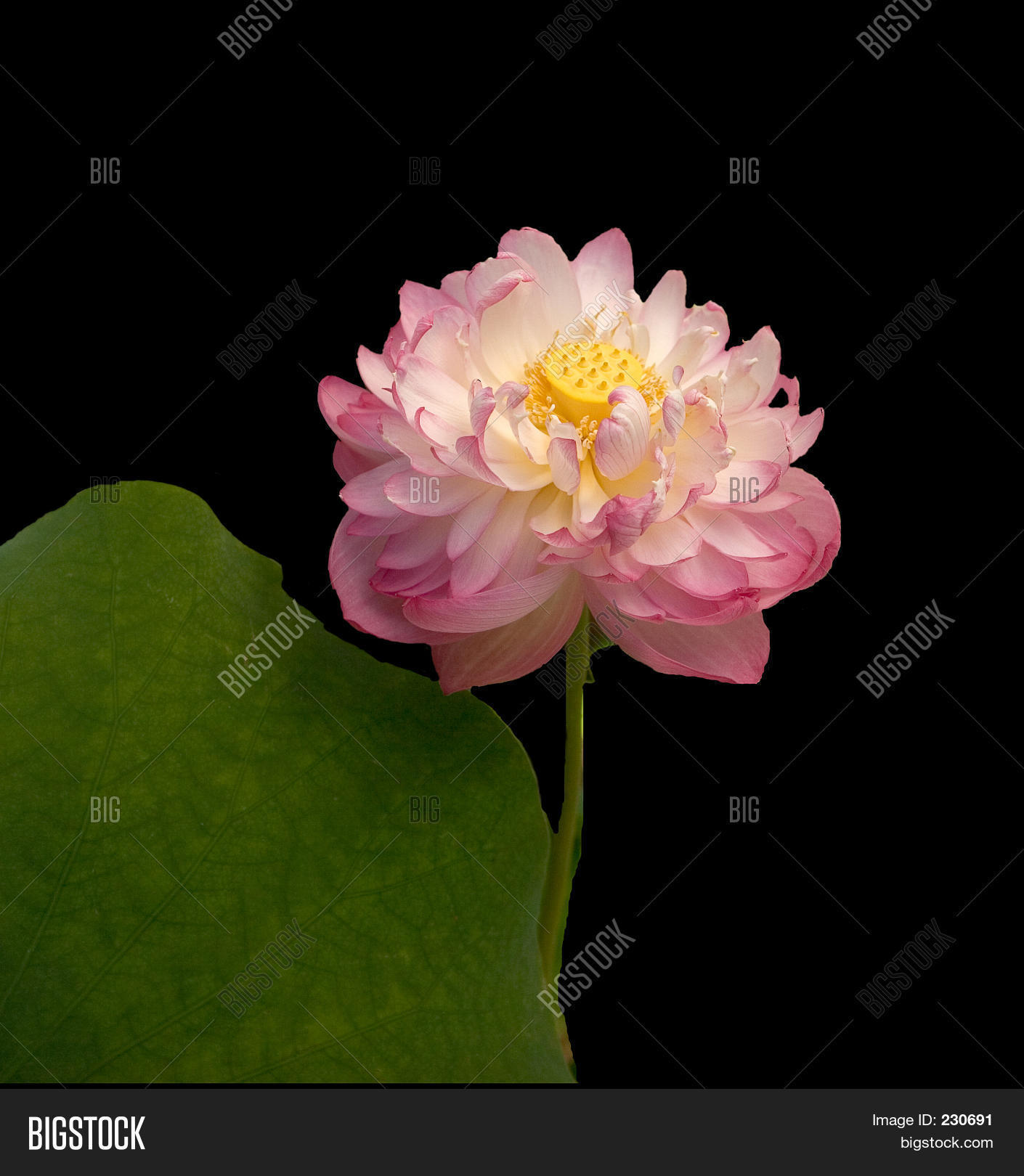 Lotus Flower Image & Photo (Free Trial) | Bigstock