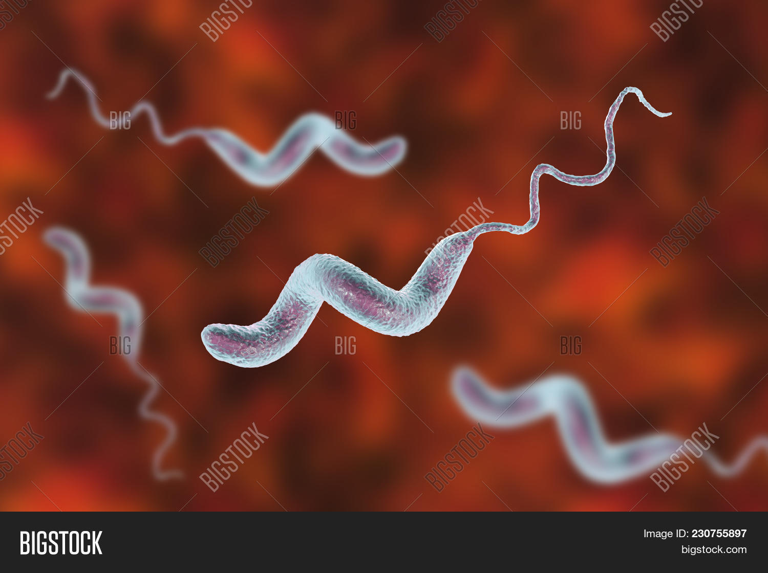 Campylobacter Bacteria Image & Photo (Free Trial) | Bigstock