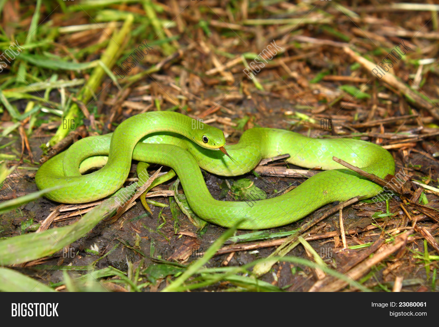 Imagen y foto Culebra Verde Lisa (prueba gratis) | Bigstock