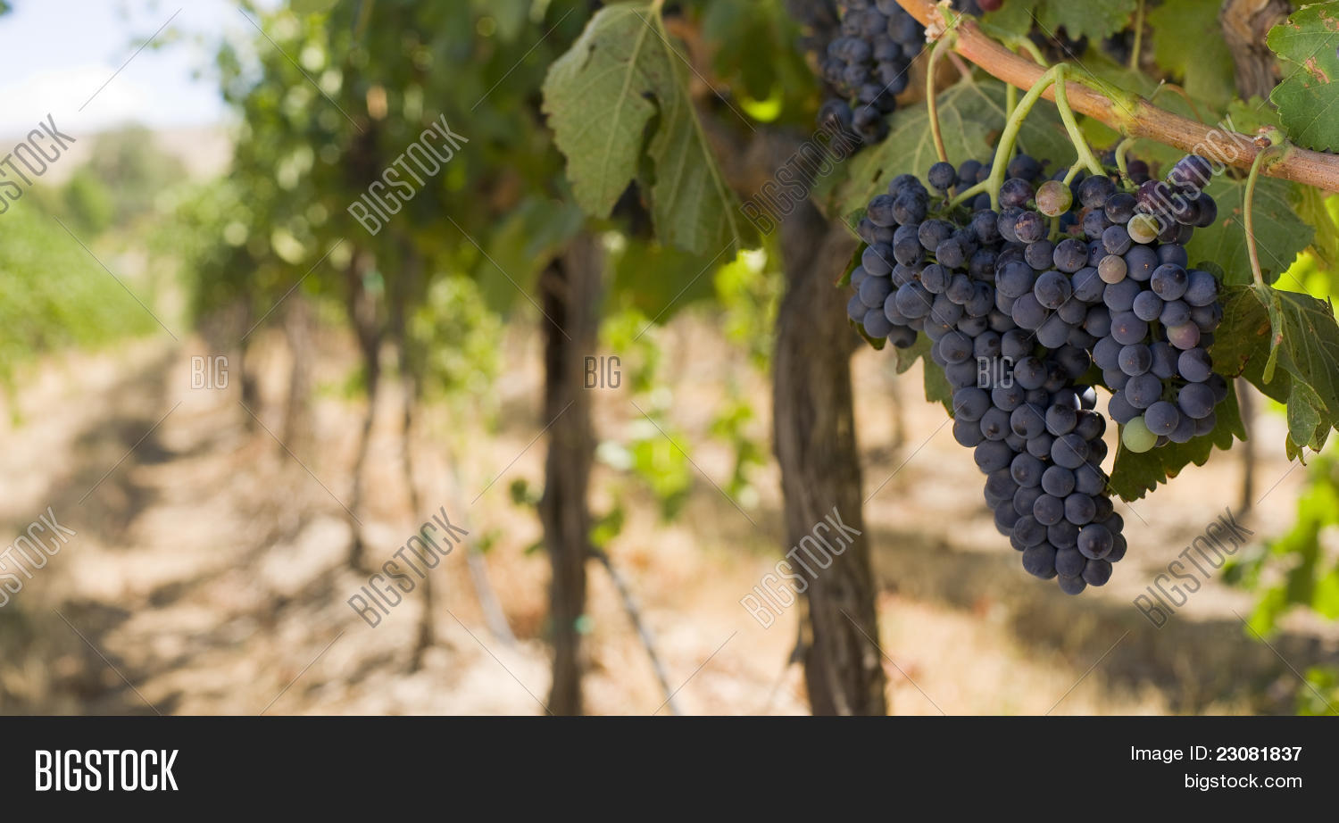 Grape Cluster Image & Photo (Free Trial) | Bigstock