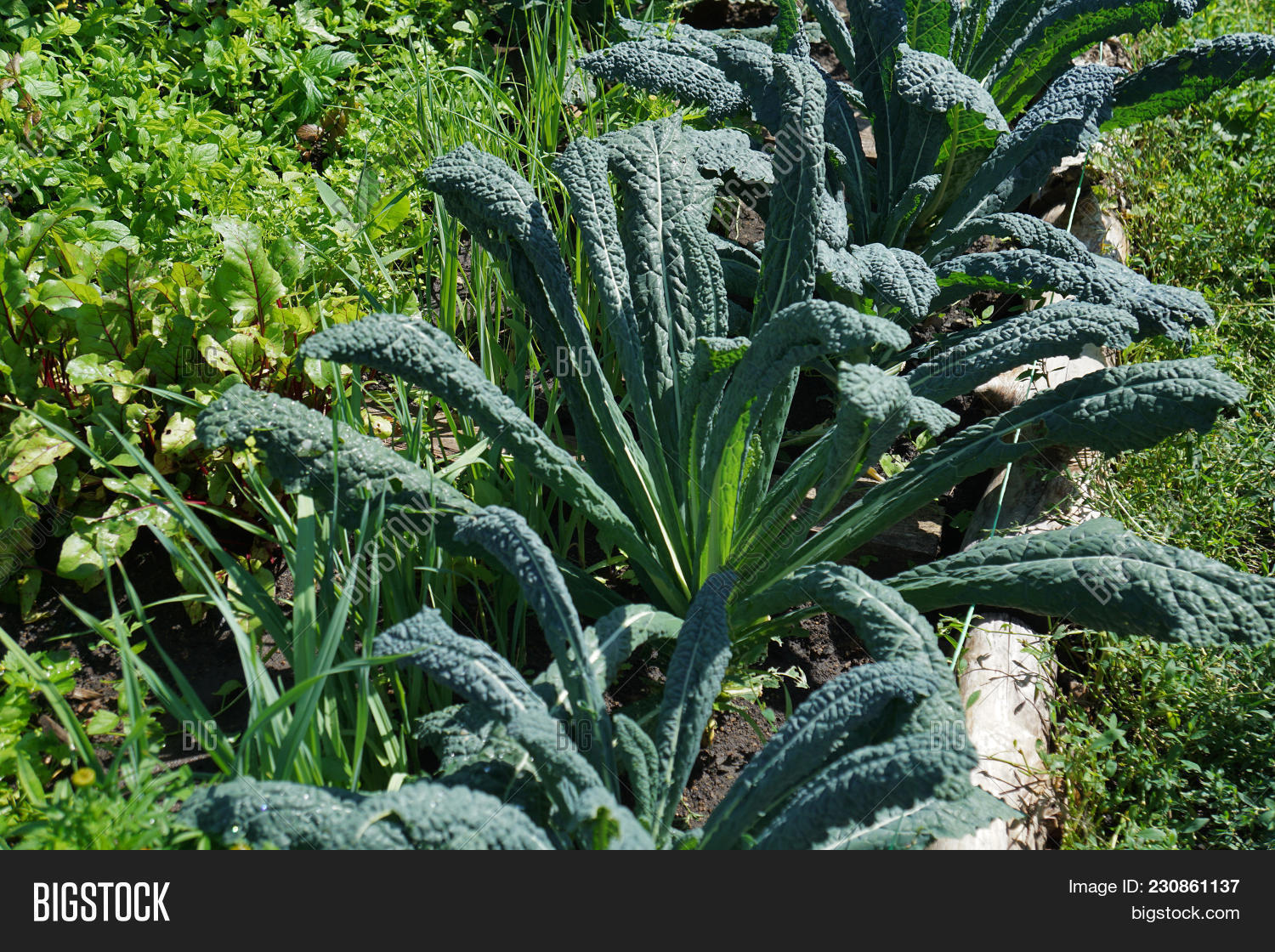Kale Cabbage. Tuscan Image & Photo (Free Trial) | Bigstock