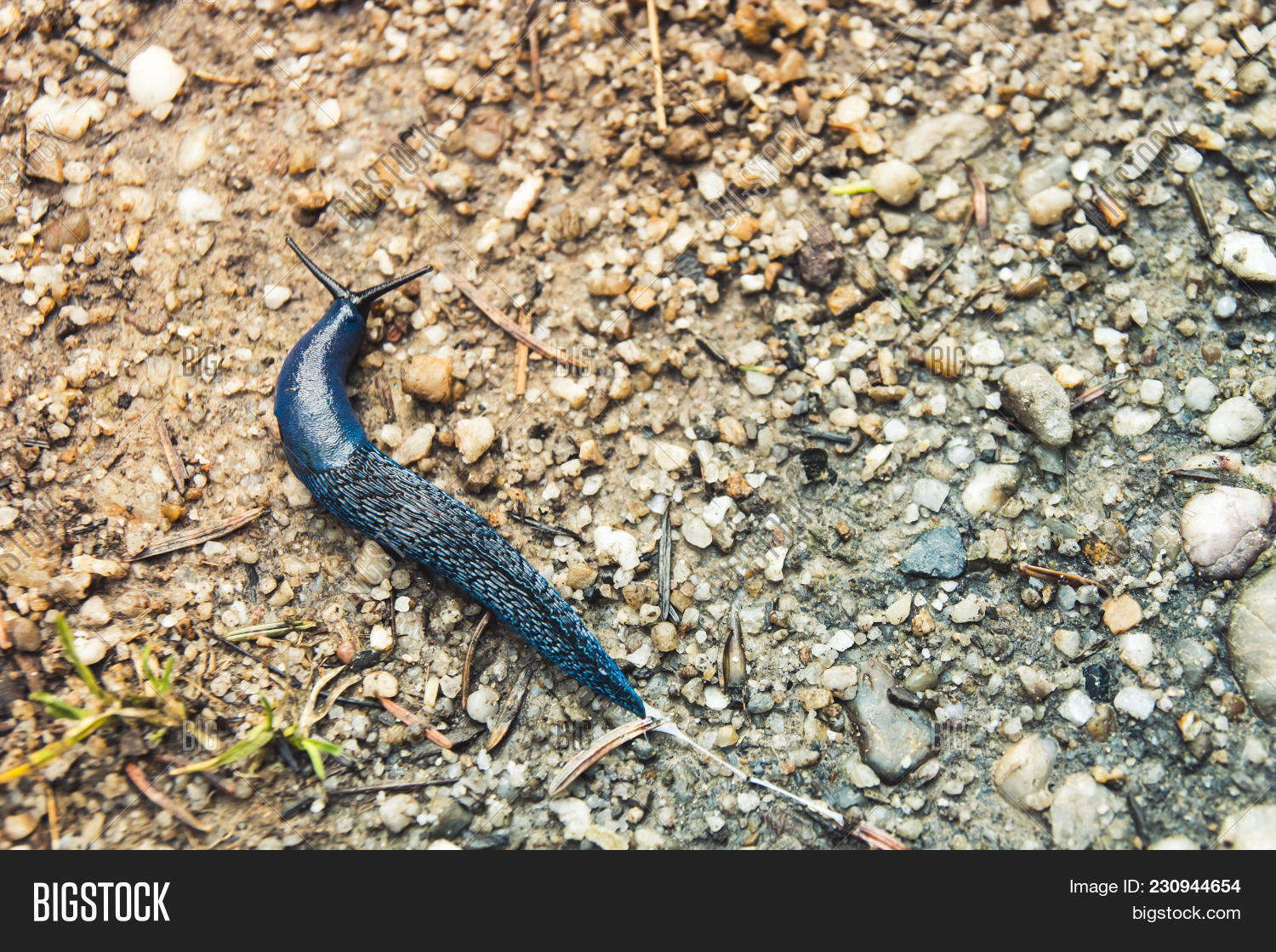 Big Long Blue Slug Image & Photo (Free Trial) | Bigstock