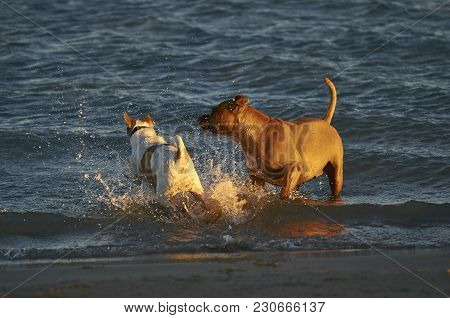 Dog Pooping On A Beach Images, Illustrations & Vectors (Free) - Bigstock