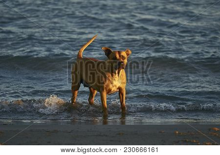 Dog Pooping On A Beach Images, Illustrations & Vectors (Free) - Bigstock