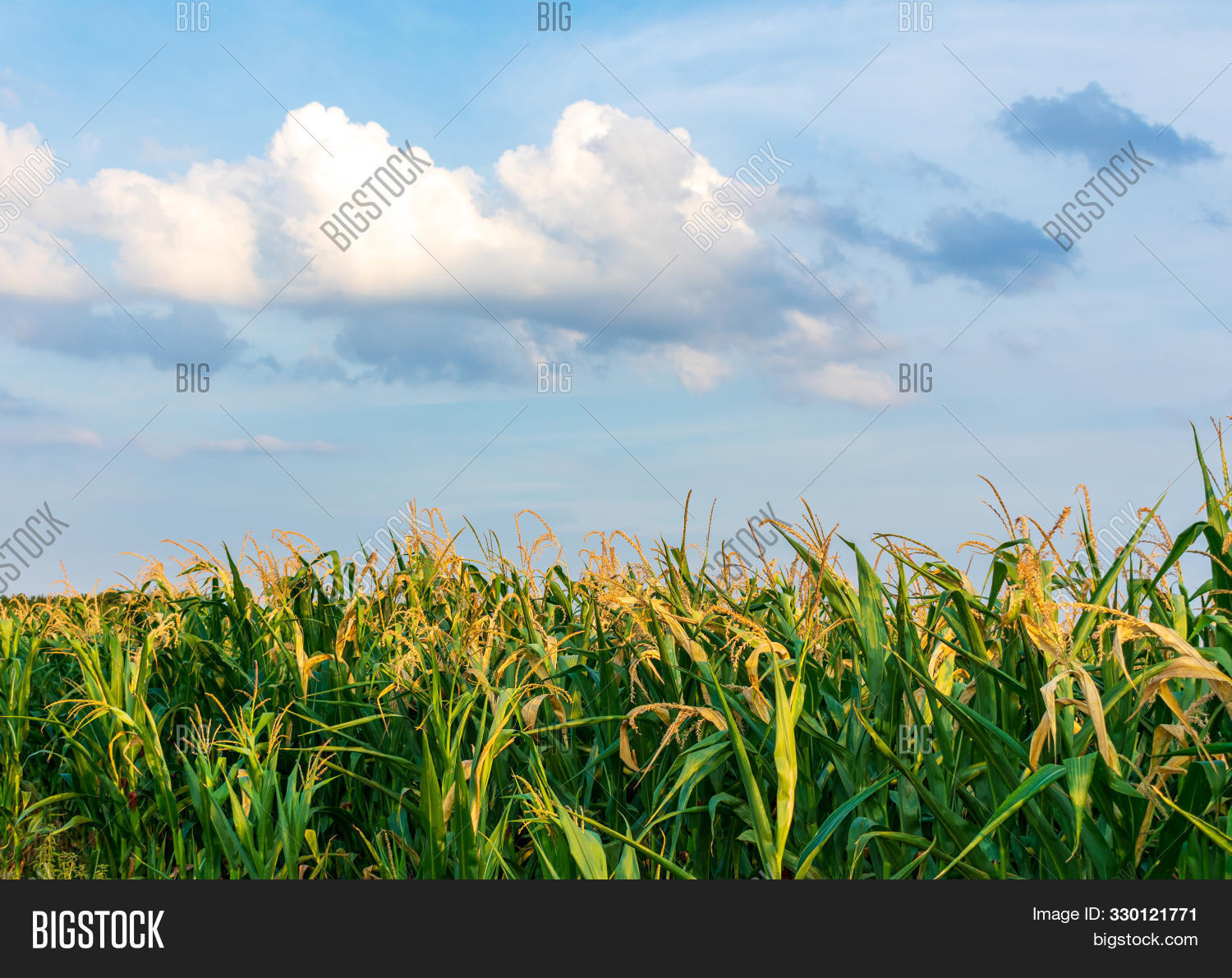 Corn Field Sunshine Image & Photo (Free Trial) | Bigstock