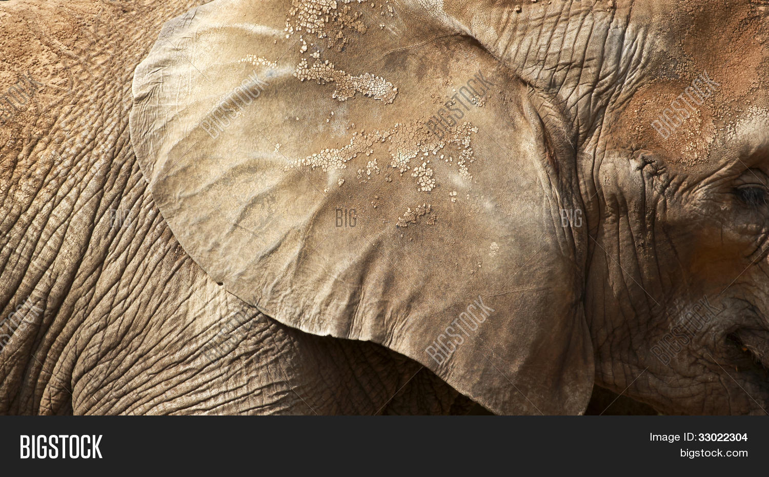 Closeup Texture Photo Image & Photo (Free Trial) | Bigstock