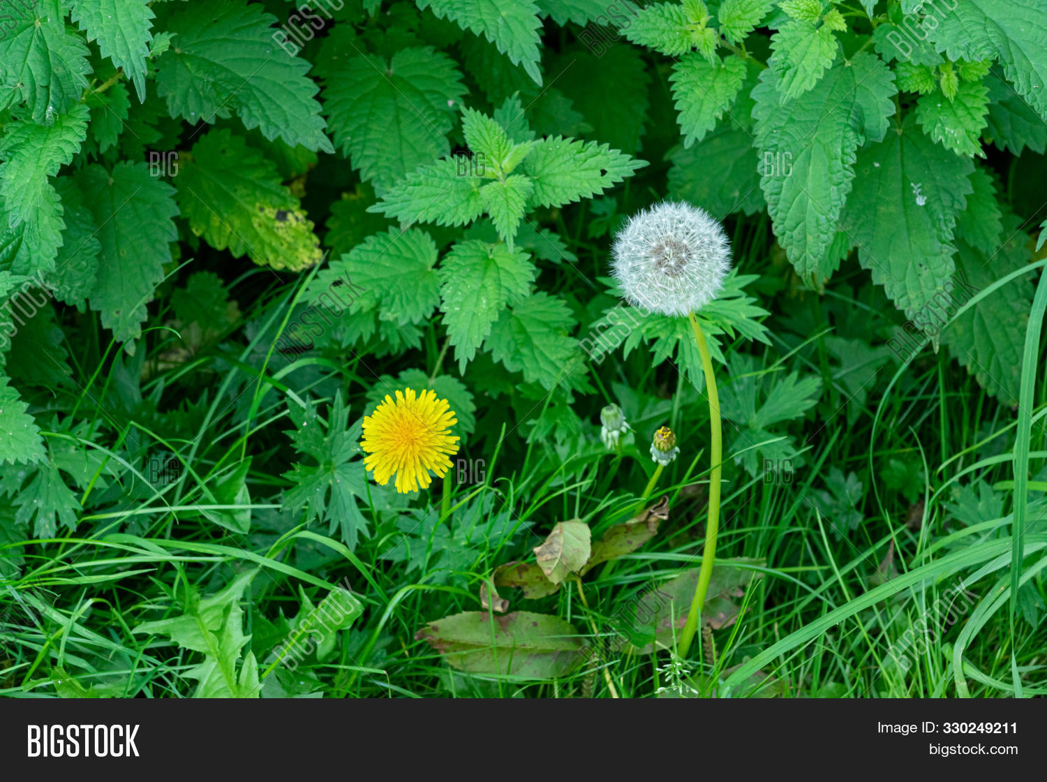 Two Stages Dandelion Image & Photo (Free Trial) | Bigstock