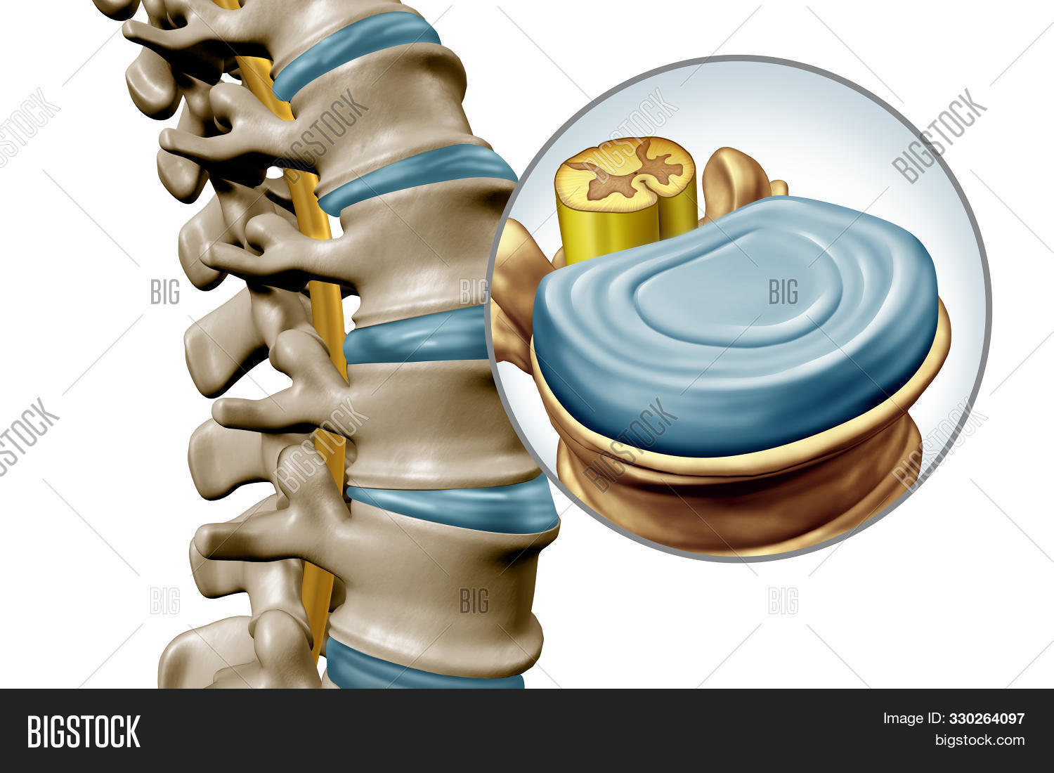 Lumbar Spine Disk Image & Photo (Free Trial) | Bigstock