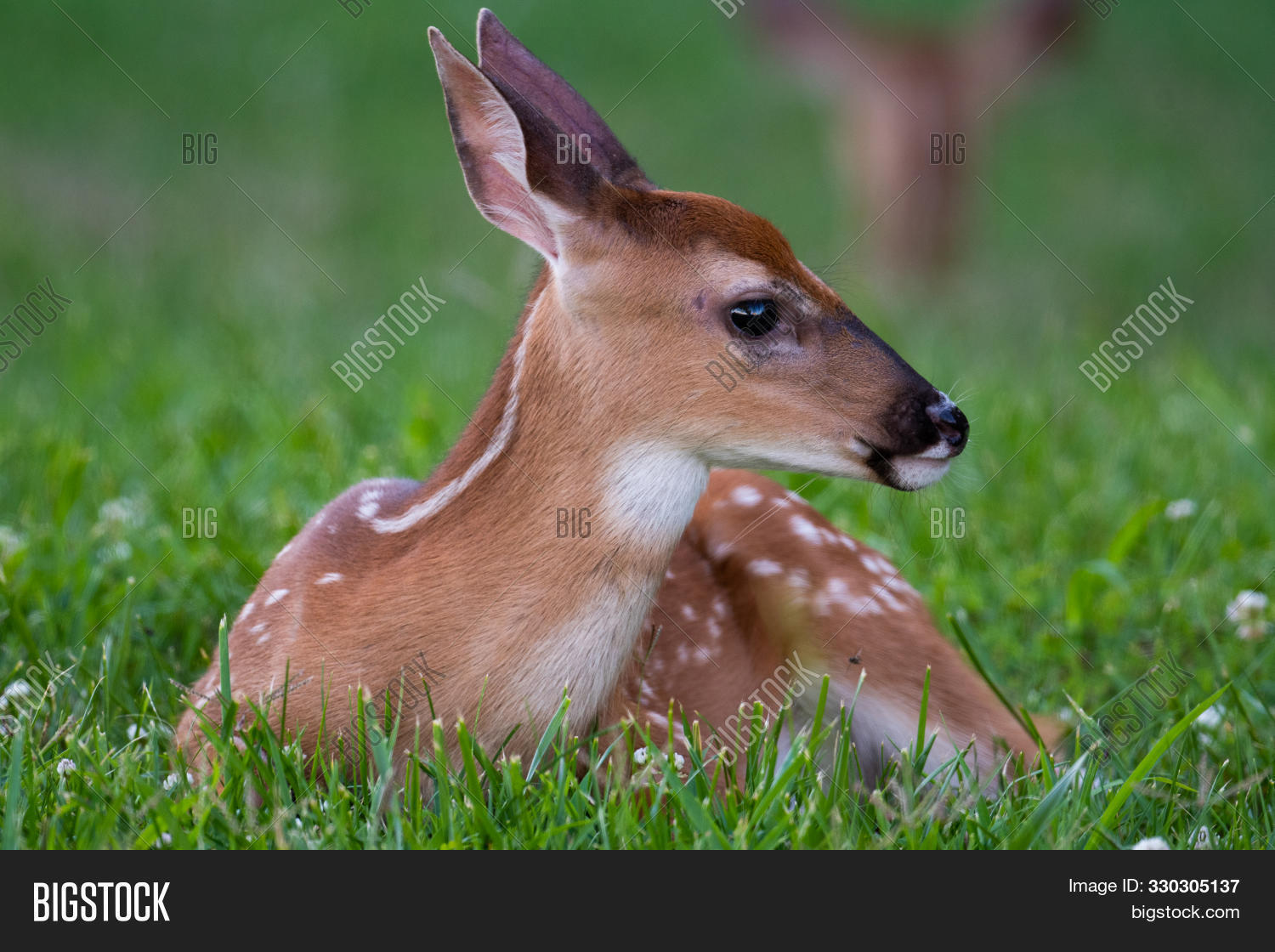 Cute Baby White Tailed Deer