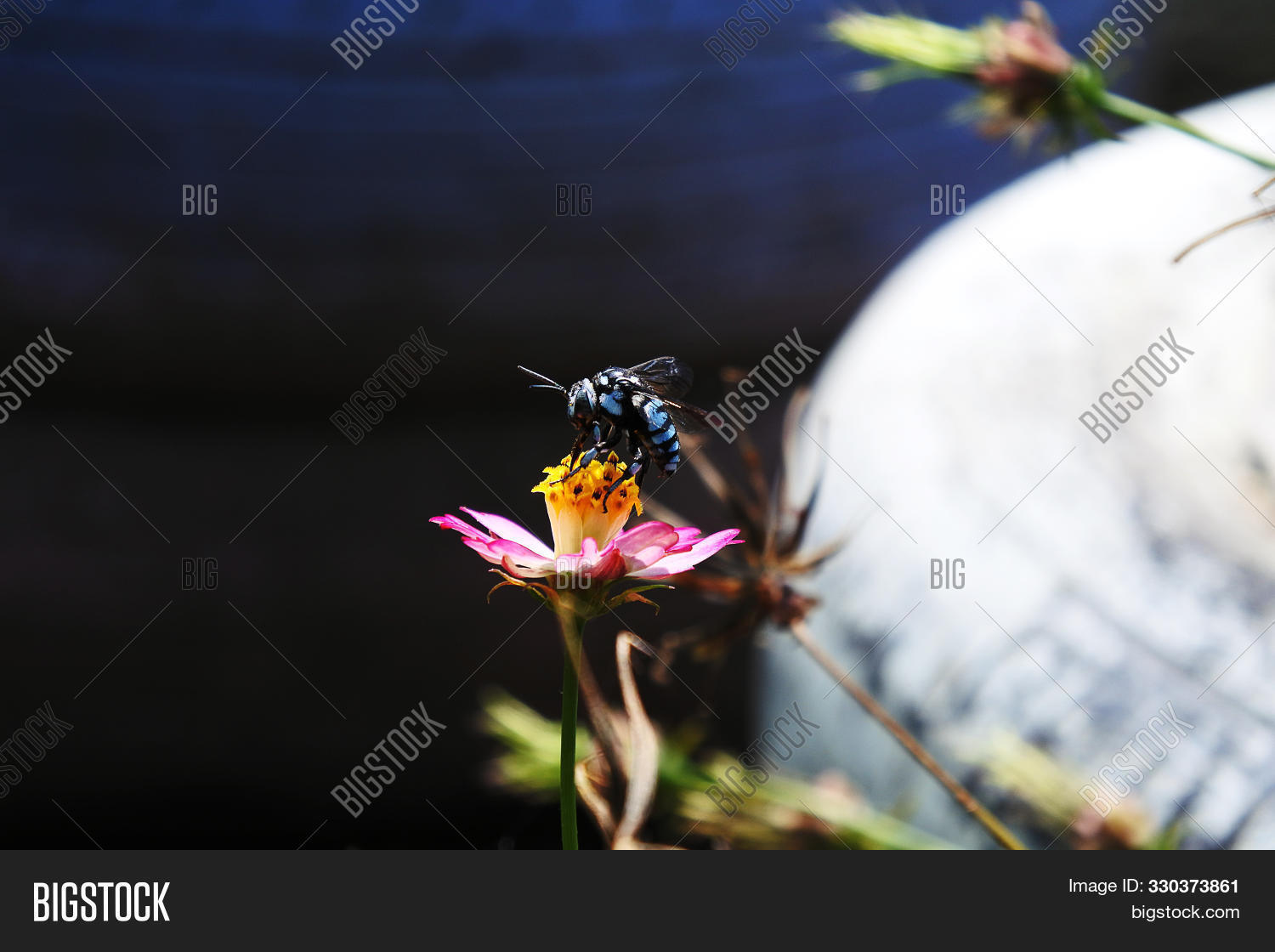 Symbiotic Flowers Image & Photo (Free Trial) | Bigstock