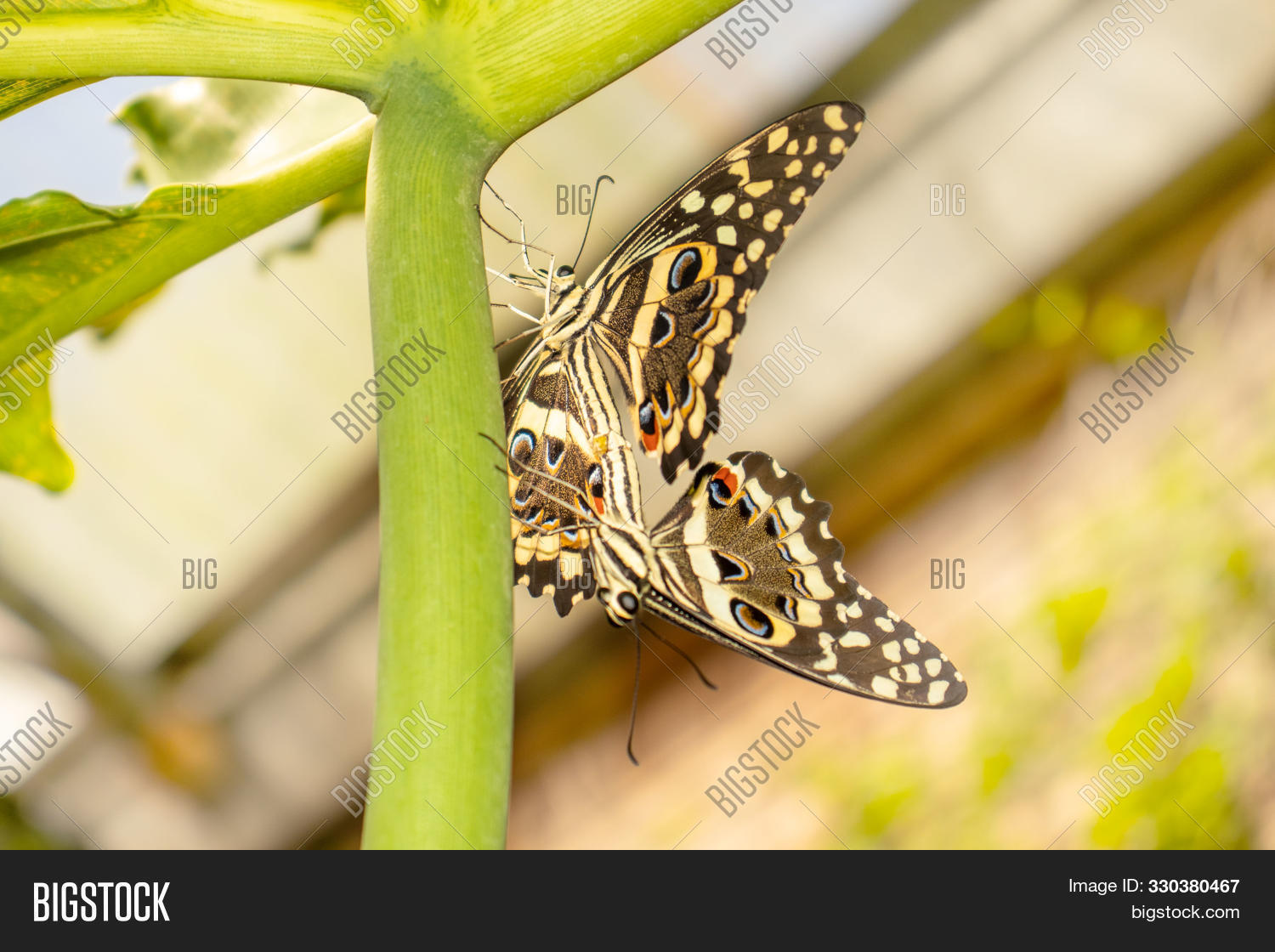 Two Butterflies Caught Image & Photo (Free Trial) | Bigstock