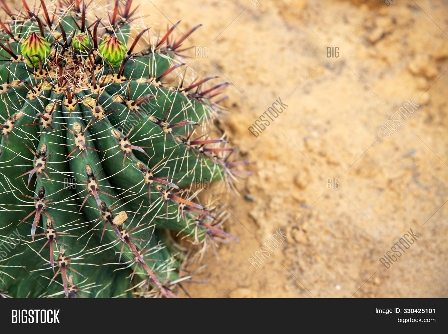 Round Cactus Plant On Image & Photo (Free Trial) | Bigstock
