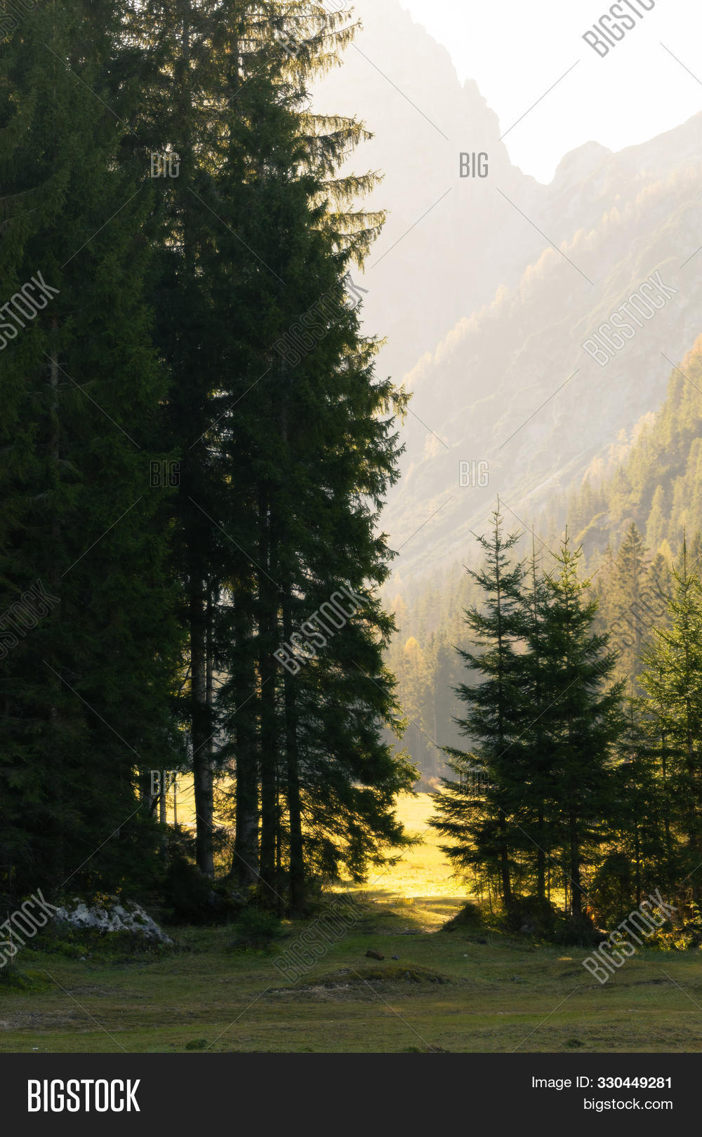 Spruce Trees Edge Image & Photo (Free Trial) | Bigstock