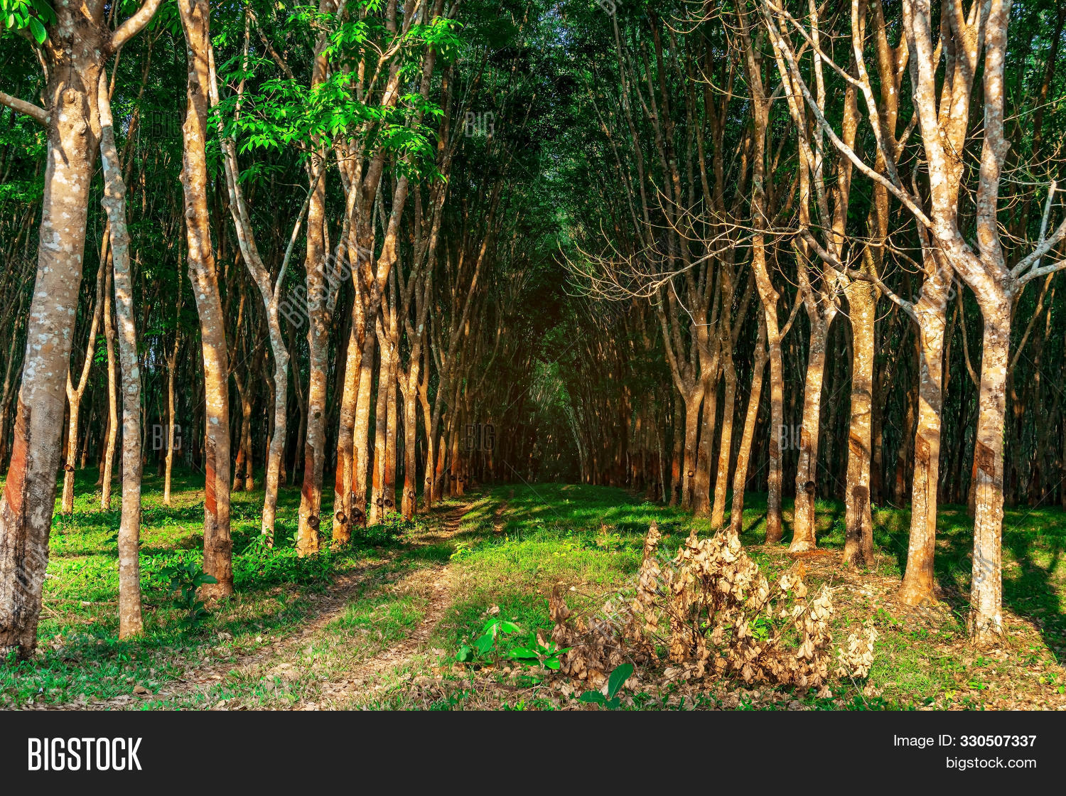 Para Rubber Tree, Image & Photo (Free Trial) | Bigstock