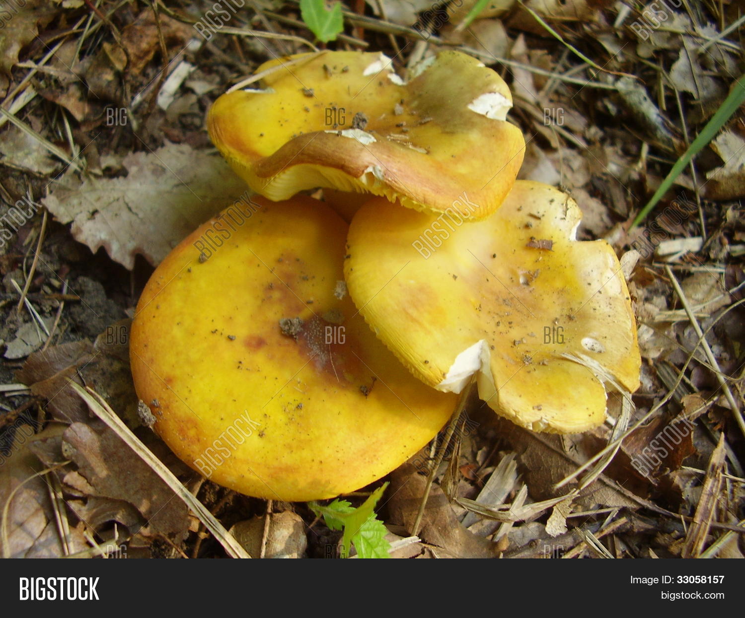 Yellow Gilled Russula Image & Photo (Free Trial) | Bigstock
