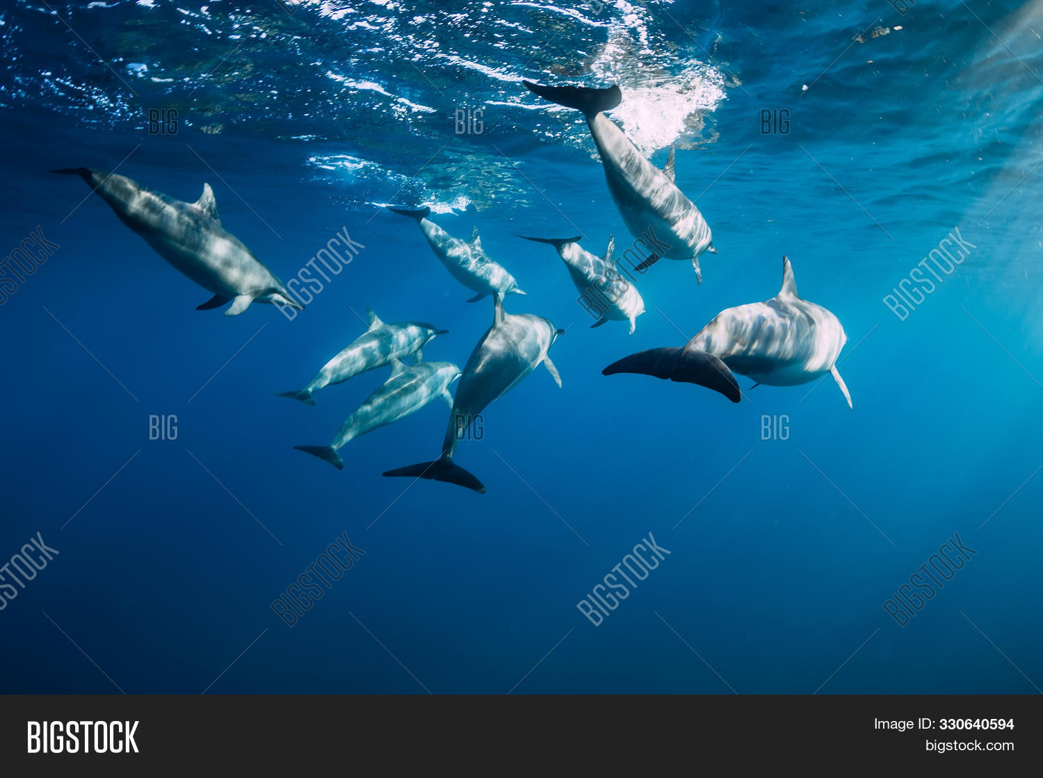 Spinner Dolphins Image & Photo (Free Trial) | Bigstock