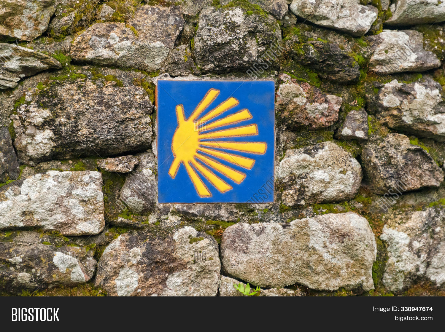 Yellow Scallop Shell, Image & Photo (Free Trial) | Bigstock