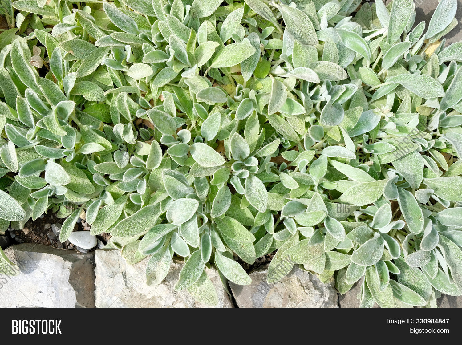 Shrubs Silvery Sage ( Image & Photo (Free Trial) | Bigstock