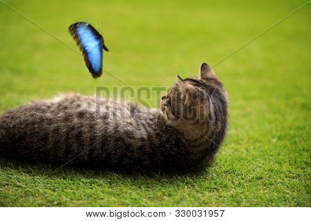 Cute Tabby Cat Image & Photo (Free Trial) | Bigstock