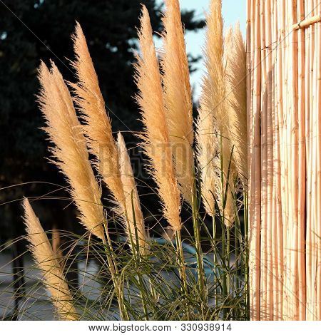 Pampas Grass Plumes. Image & Photo (Free Trial) | Bigstock