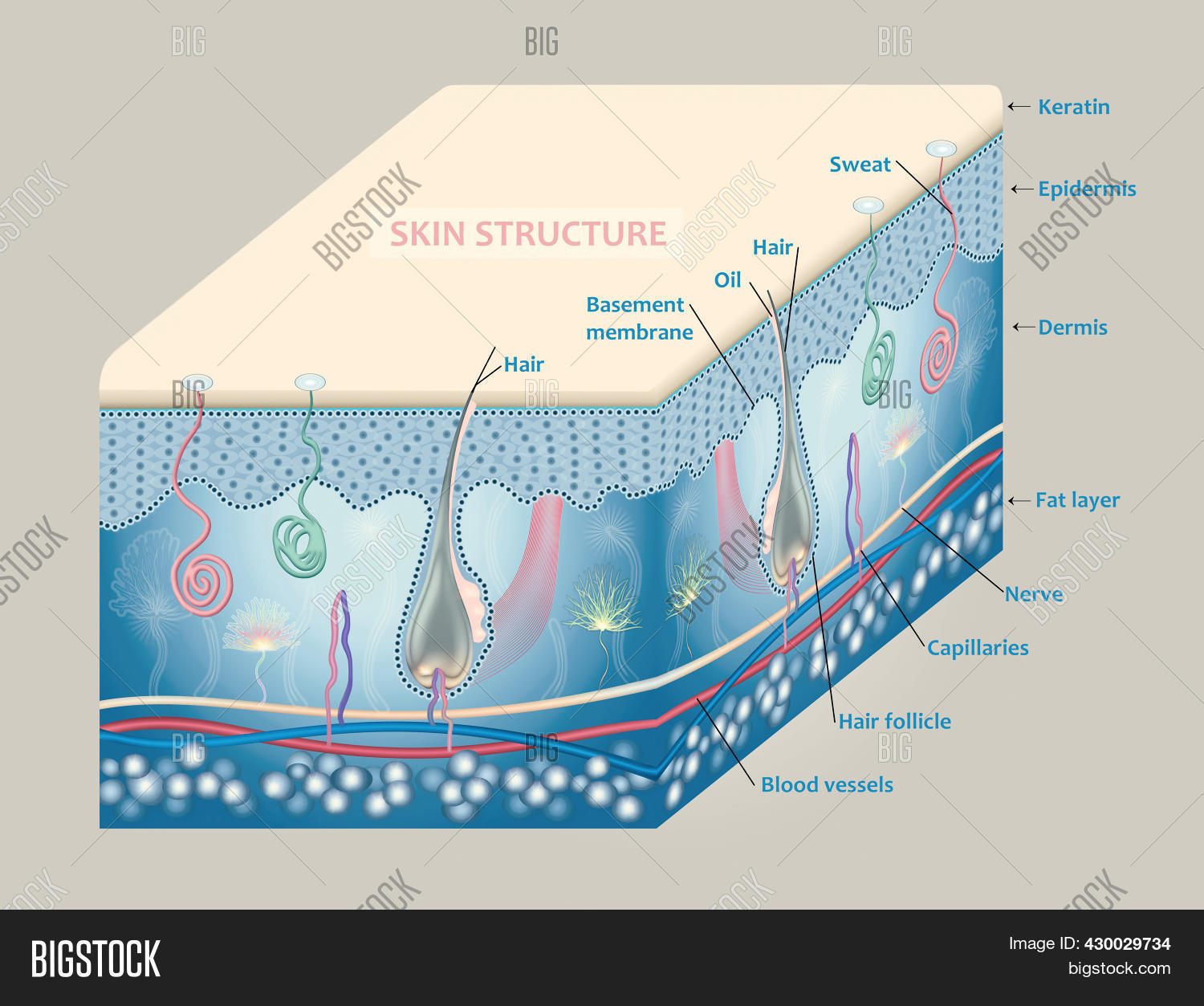 Anatomy Skin Layers Image & Photo (Free Trial) | Bigstock