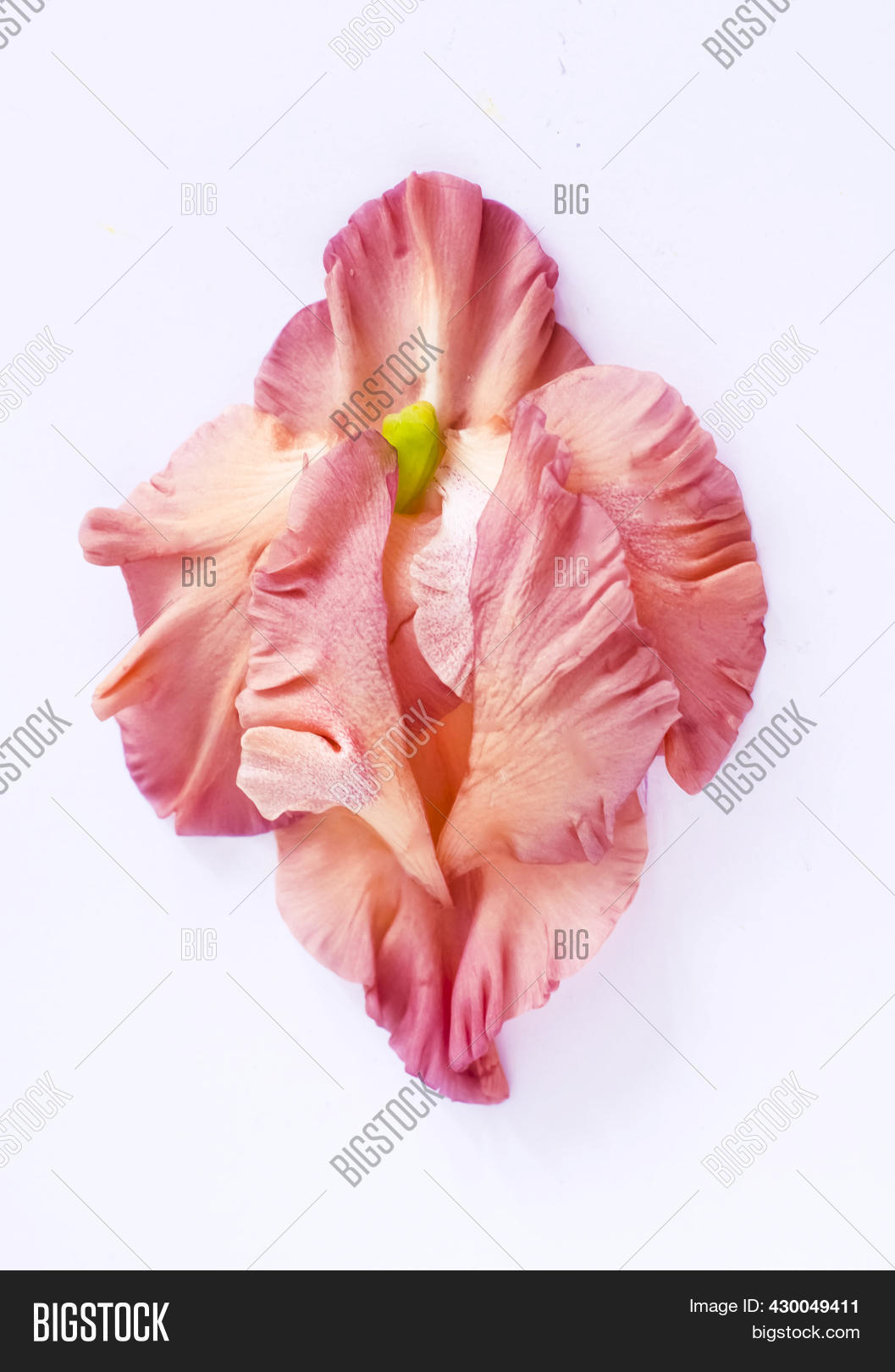 Pink Vulva Flower On Image & Photo (Free Trial) | Bigstock