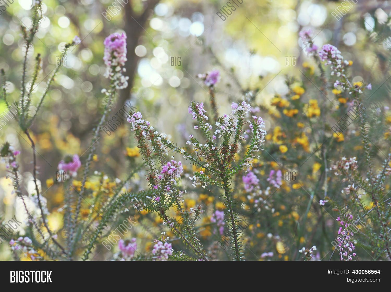 Australian Spring Image & Photo (Free Trial) | Bigstock