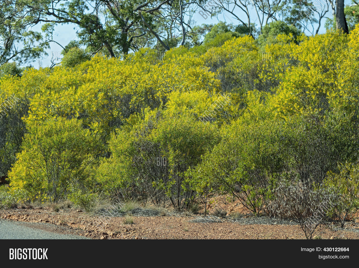 Wattle Trees Bloom Image & Photo (Free Trial) | Bigstock