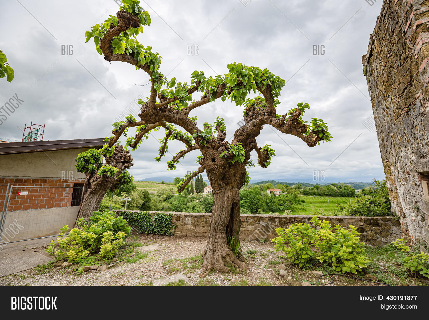 Old Mulberry Tree. Image & Photo (Free Trial) | Bigstock