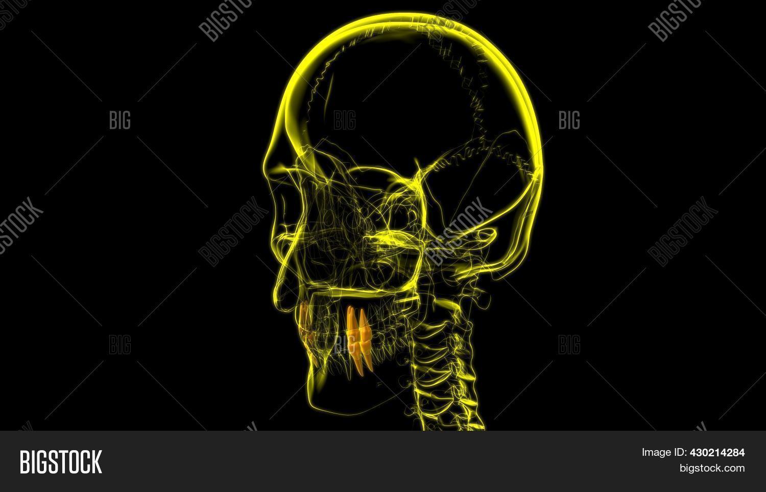 Human Teeth Premolars Image & Photo (Free Trial) | Bigstock