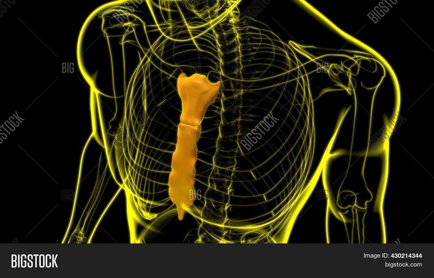 Human Skeleton Sternum Image & Photo (Free Trial) | Bigstock